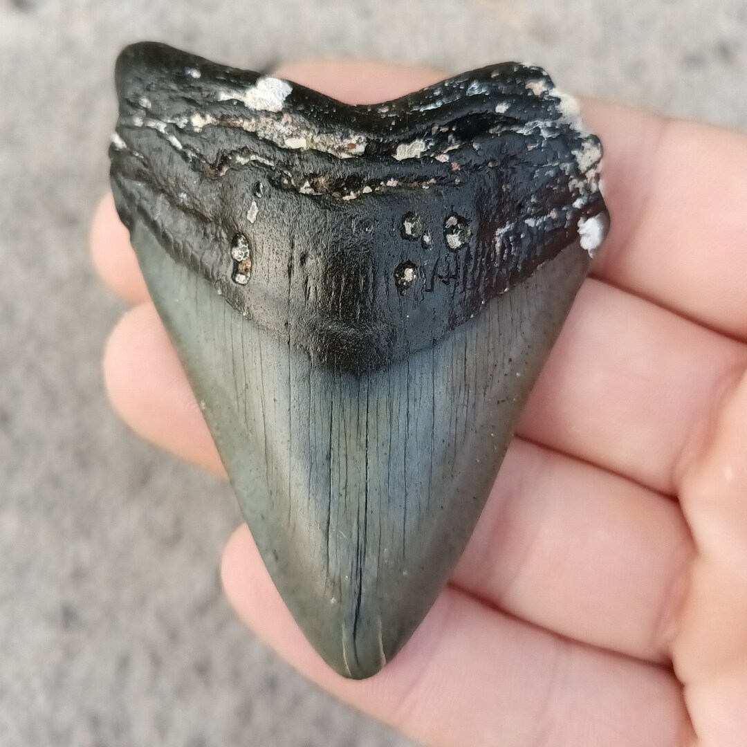 Megalodon Tooth - 3.07 Inches. Real Fossil Megalodon Shark Tooth ...
