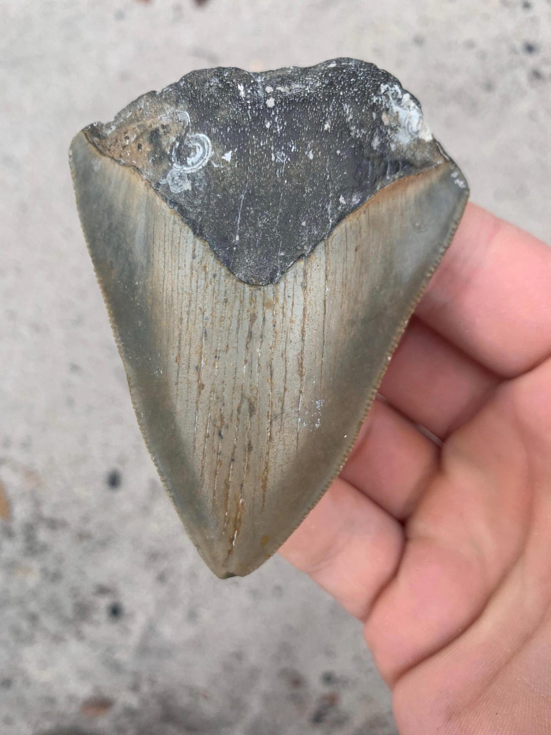 Megalodon Tooth - 3.28 Inches. Real Fossil Megalodon Shark Tooth ...