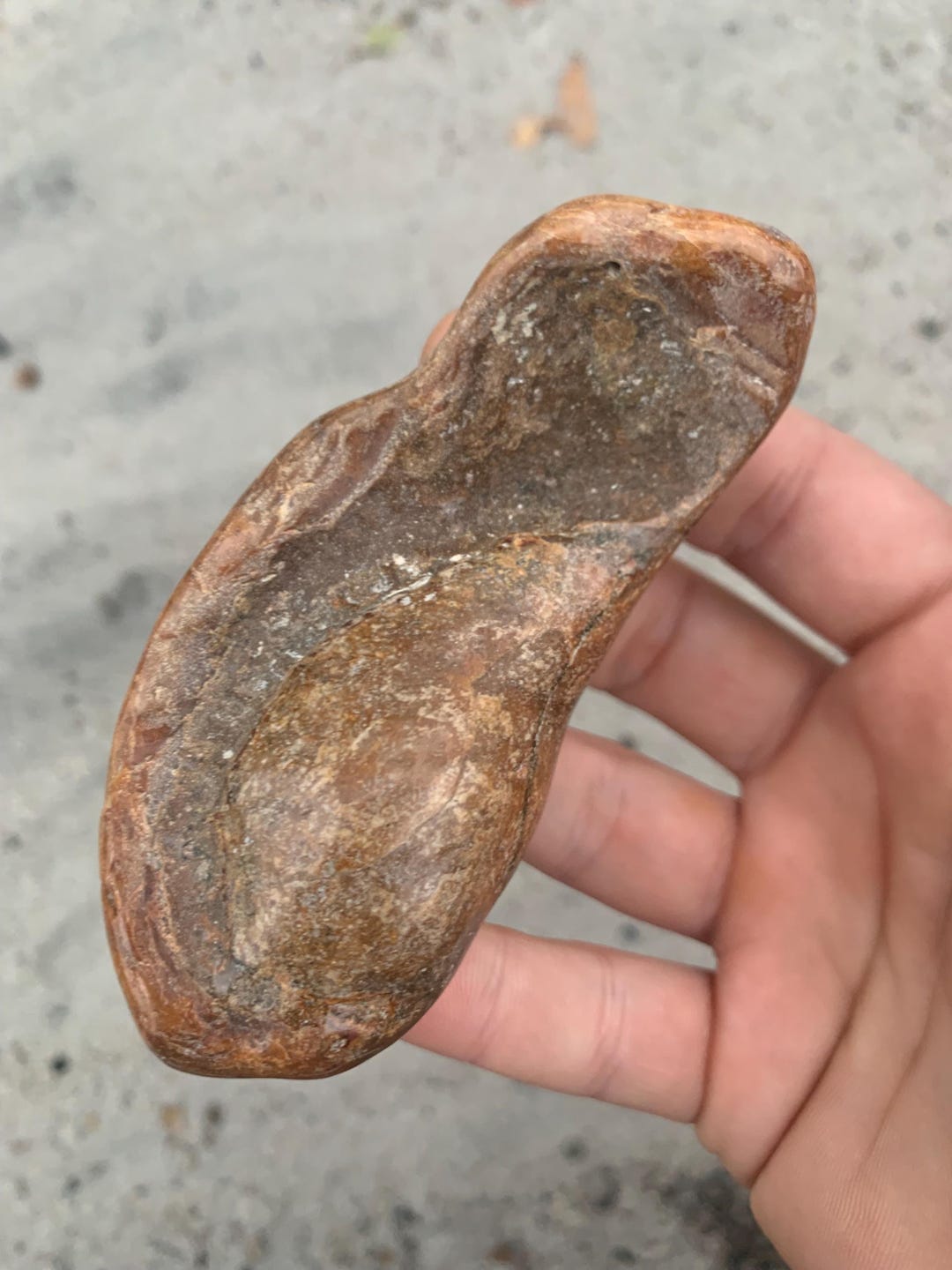 Polished Fossil Whale Ear Bone. Real Fossil Whale Bone, Polished to ...