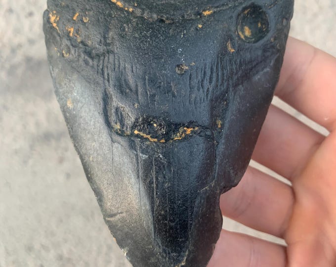 Megalodon Tooth - 4.15 Inches. Real Fossil Megalodon Shark Tooth ...