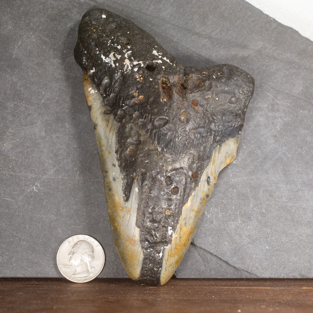 Megalodon Tooth - 5.76 Inches. Real Fossil Megalodon Shark Tooth ...