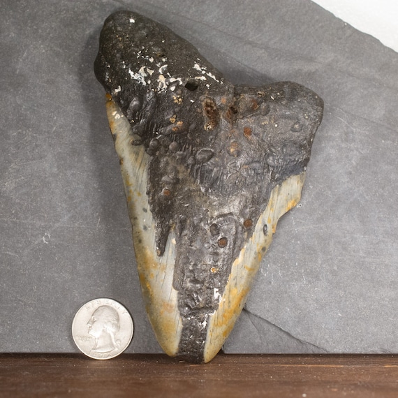 Megalodon Teeth: 4 & 5 - Carolina Megs
