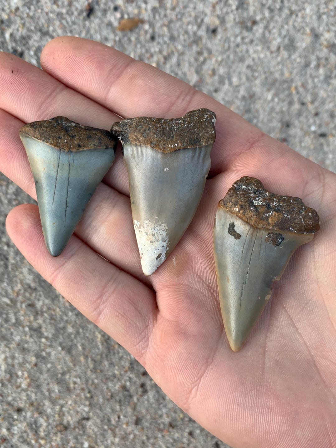 3 Mako (C. Hastalis) Shark Teeth - 3 Fossilized Shark Teeth, White ...