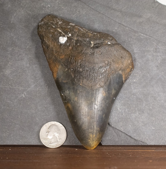 Megalodon Teeth: 4 & 5 - Carolina Megs