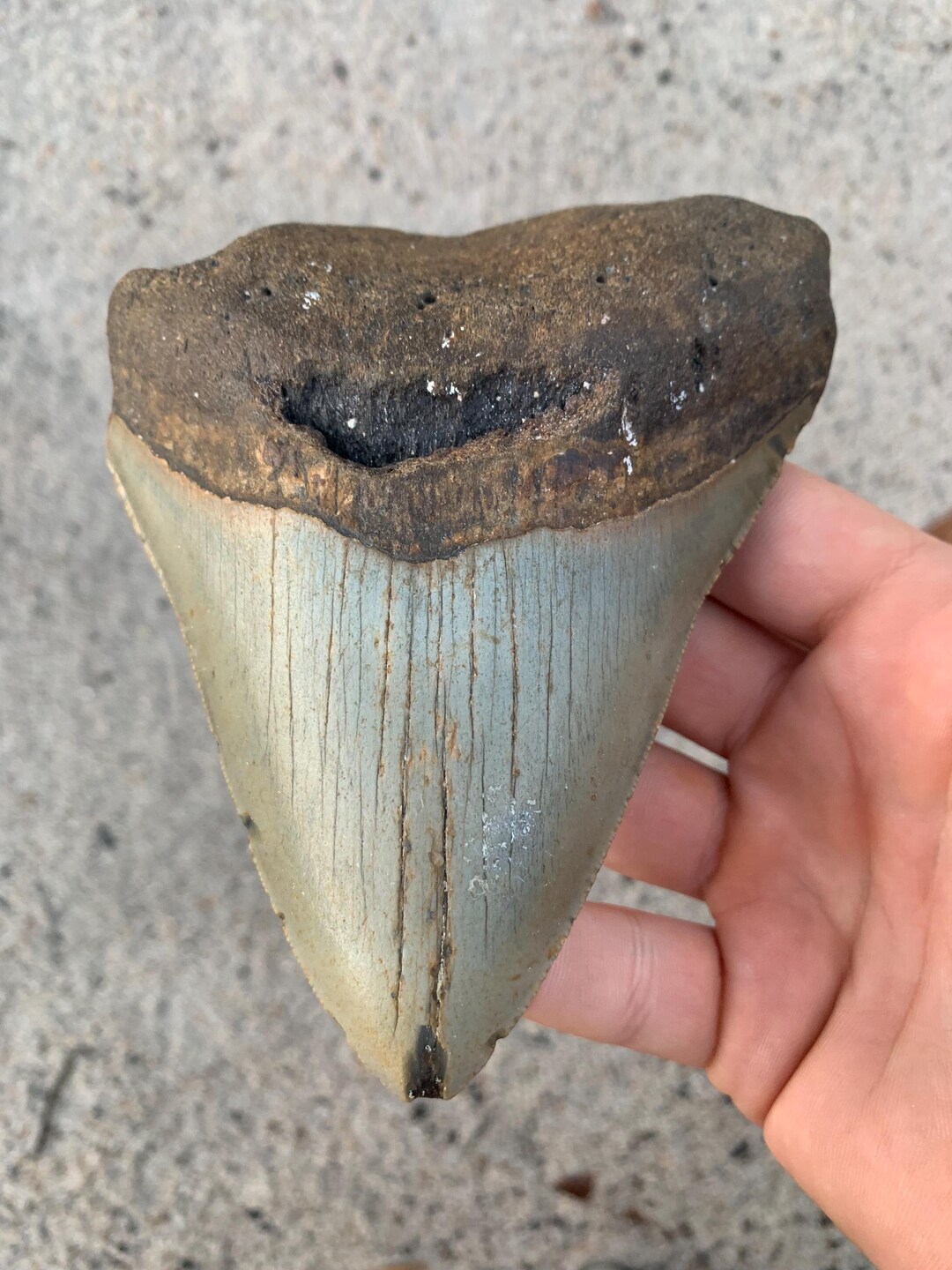 Megalodon Tooth - 5.1 Inches. Real Fossil Megalodon Shark Tooth ...
