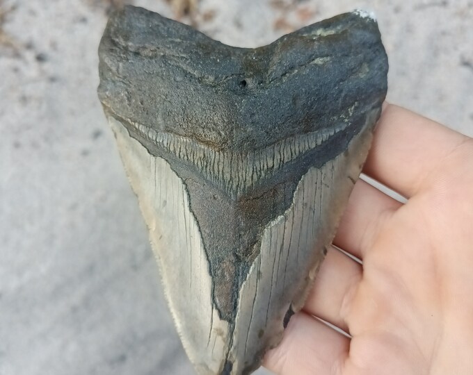 Megalodon Tooth - 4.65 Inches. Real Fossil Megalodon Shark Tooth ...