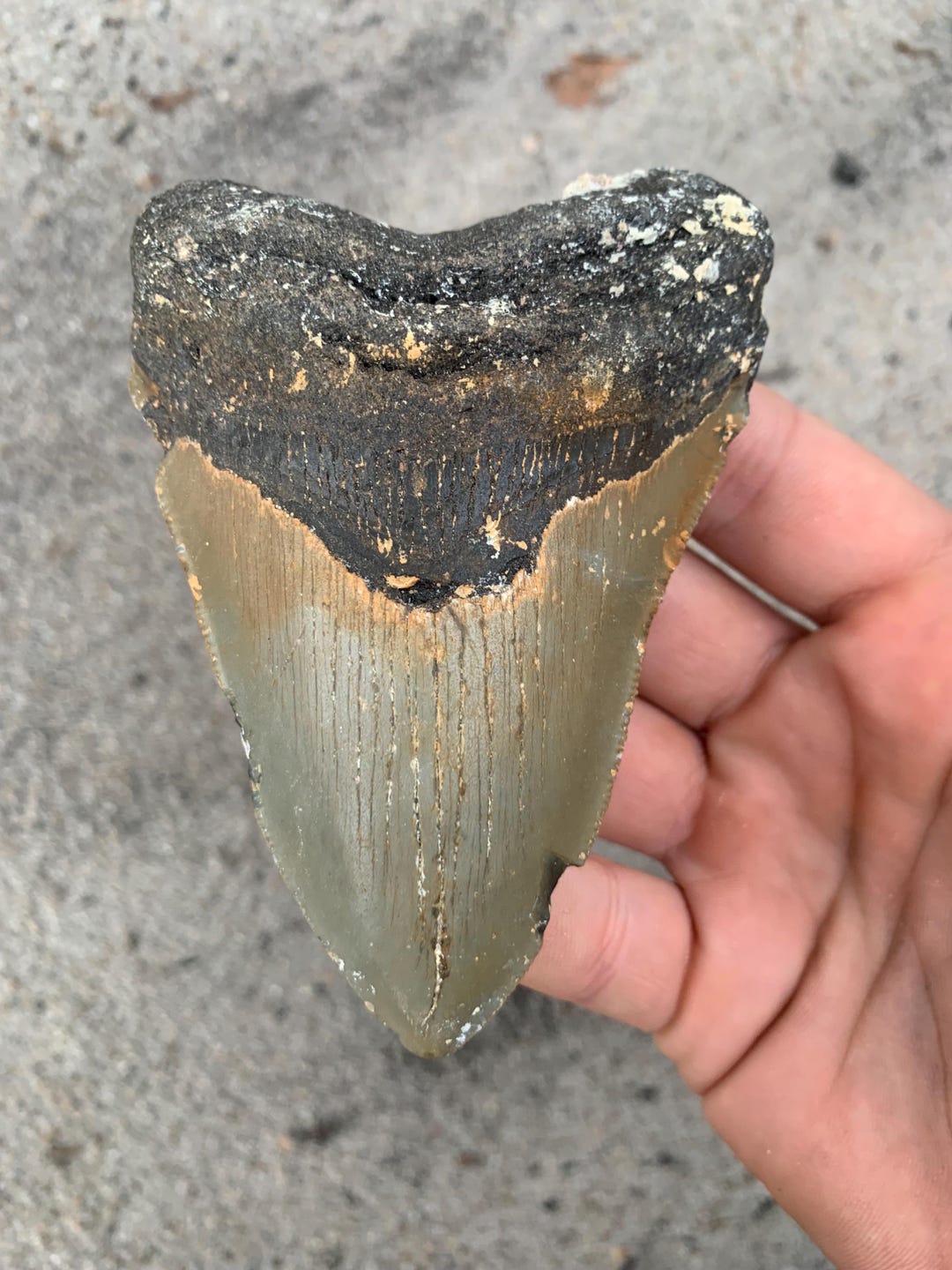 Megalodon Tooth - 4.25 Inches. Real Fossil Megalodon Shark Tooth ...