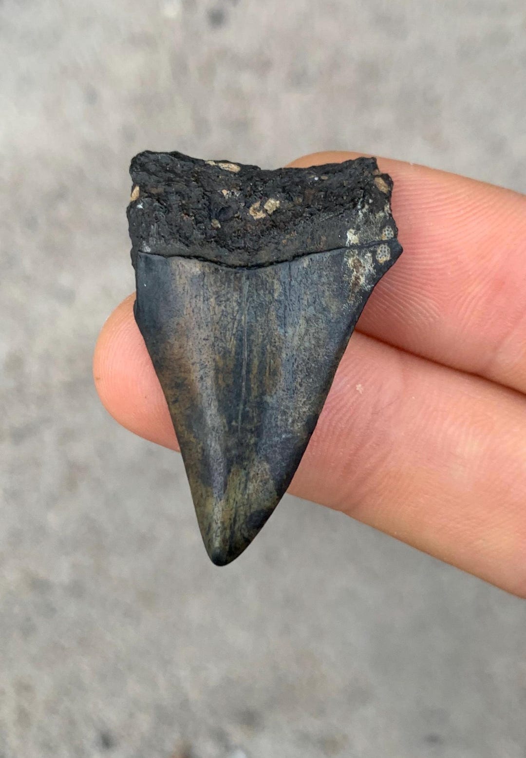 C. Hastalis Mako Fossil Shark Tooth - 1.59 Inches, Huge Fossilized Mako ...