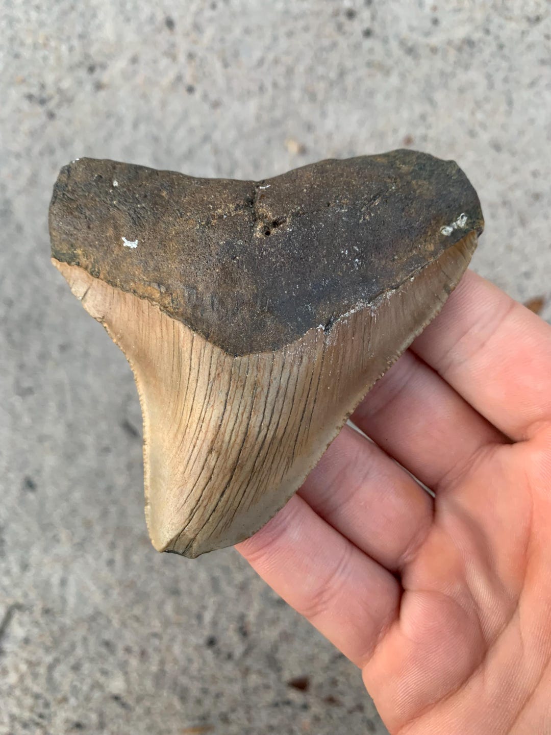 Megalodon Tooth - 3.83 Inches. Real Fossil Megalodon Shark Tooth ...