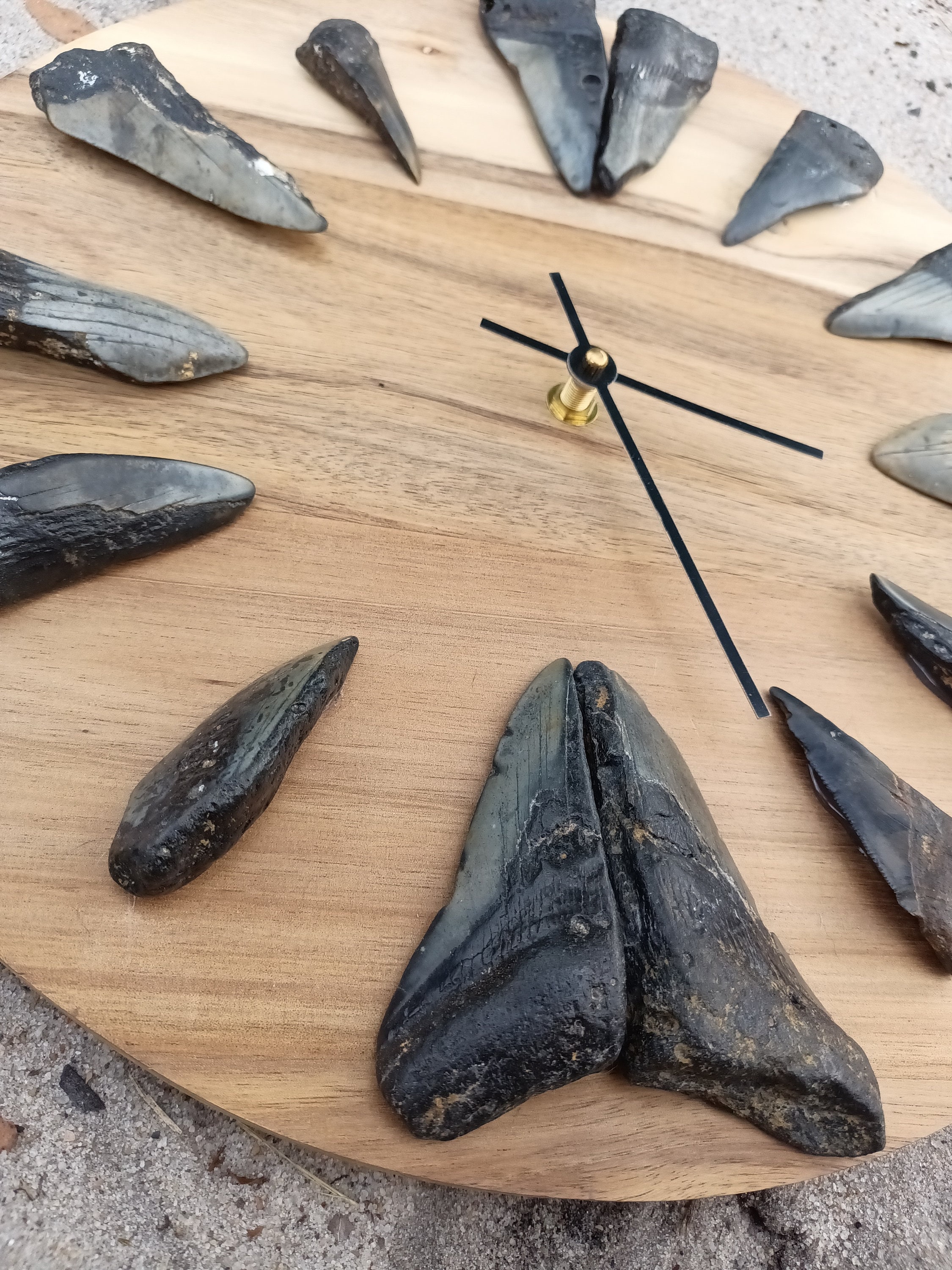 Megalodon Tooth Wall Clock Working Clock With REAL Megalodon - Etsy