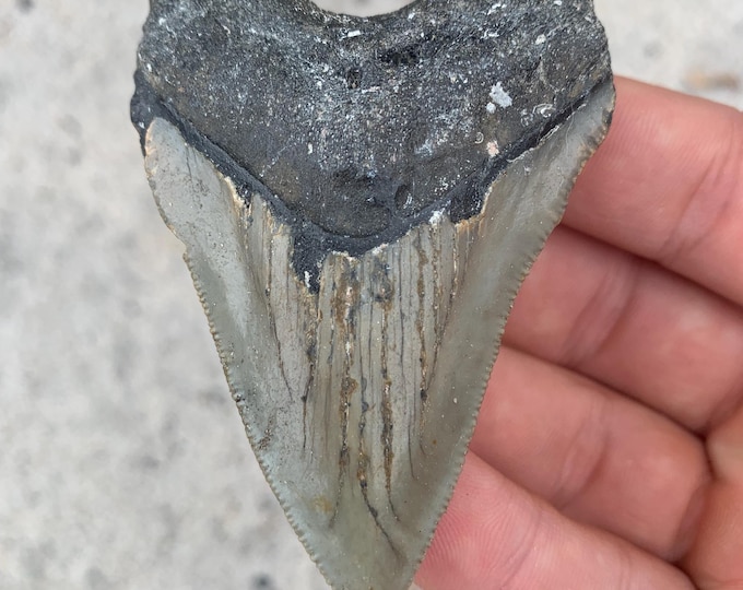 Megalodon Tooth - 4.87 Inches. Real Fossil Megalodon Shark Tooth ...