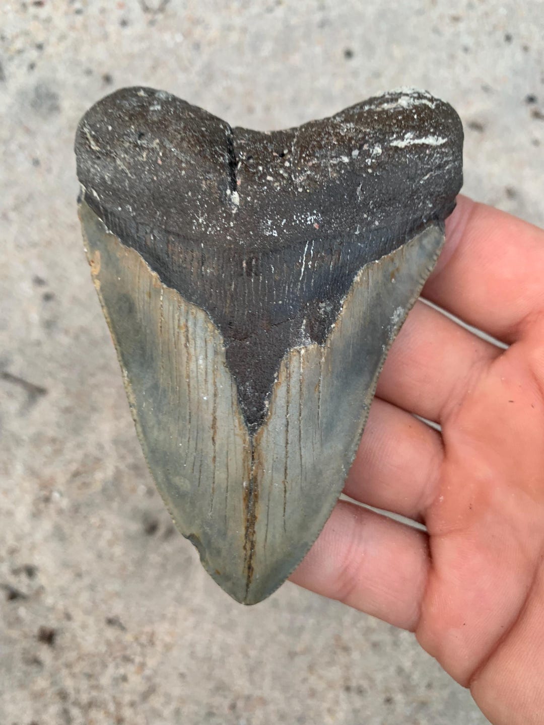 Megalodon Tooth - 4.15 Inches. Real Fossil Megalodon Shark Tooth ...