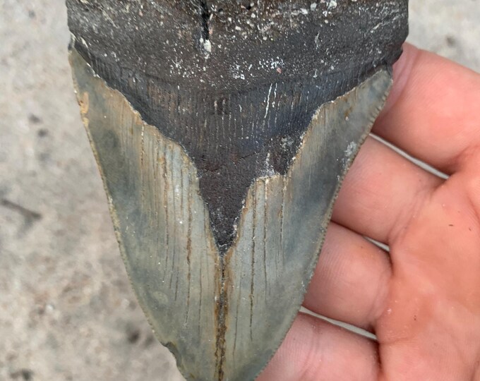 Megalodon Tooth - 4.15 Inches. Real Fossil Megalodon Shark Tooth ...