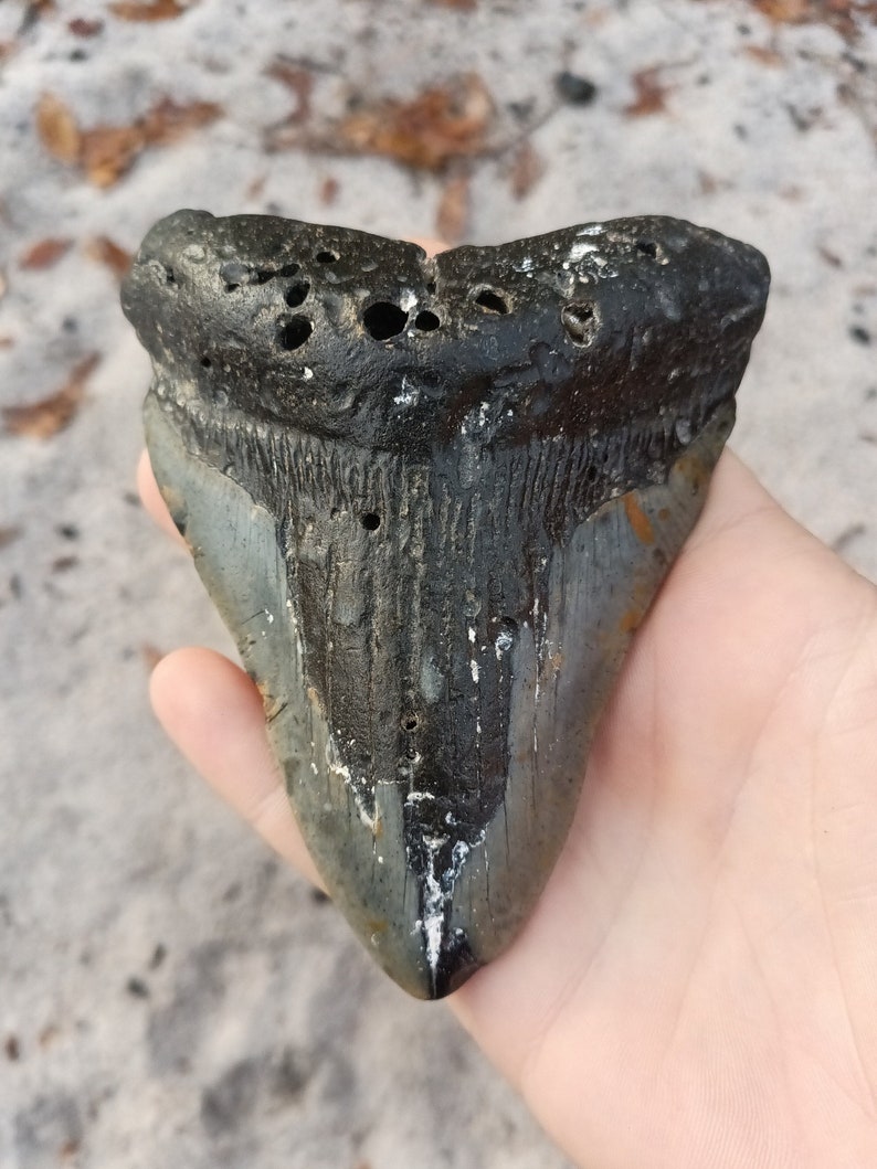 Megalodon Tooth 4.85 Inches. Real Fossil Megalodon Shark - Etsy