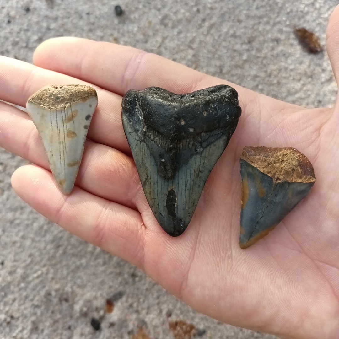 3 Shark Teeth Megalodon, Great White, and Broadtooth White Shark ...