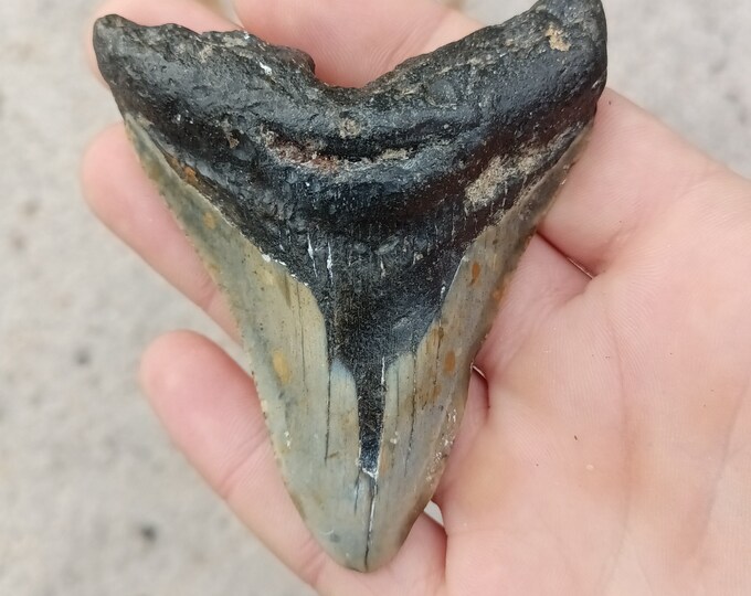 Megalodon Tooth - 3.4 Inches. Real Fossil Megalodon Shark Tooth ...
