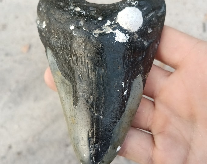Megalodon Tooth - 4.63 Inches. Real Fossil Megalodon Shark Tooth ...
