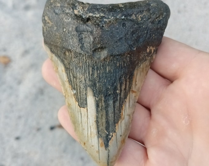Megalodon Tooth - 4.15 Inches. Real Fossil Megalodon Shark Tooth ...