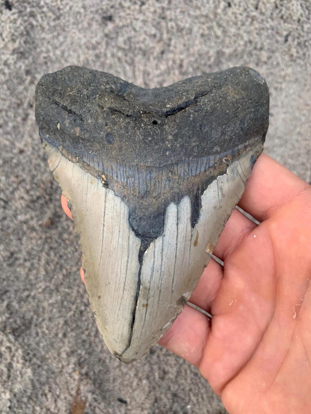 Megalodon Tooth 4.85 Inches. Real Fossil Megalodon Shark Tooth ...