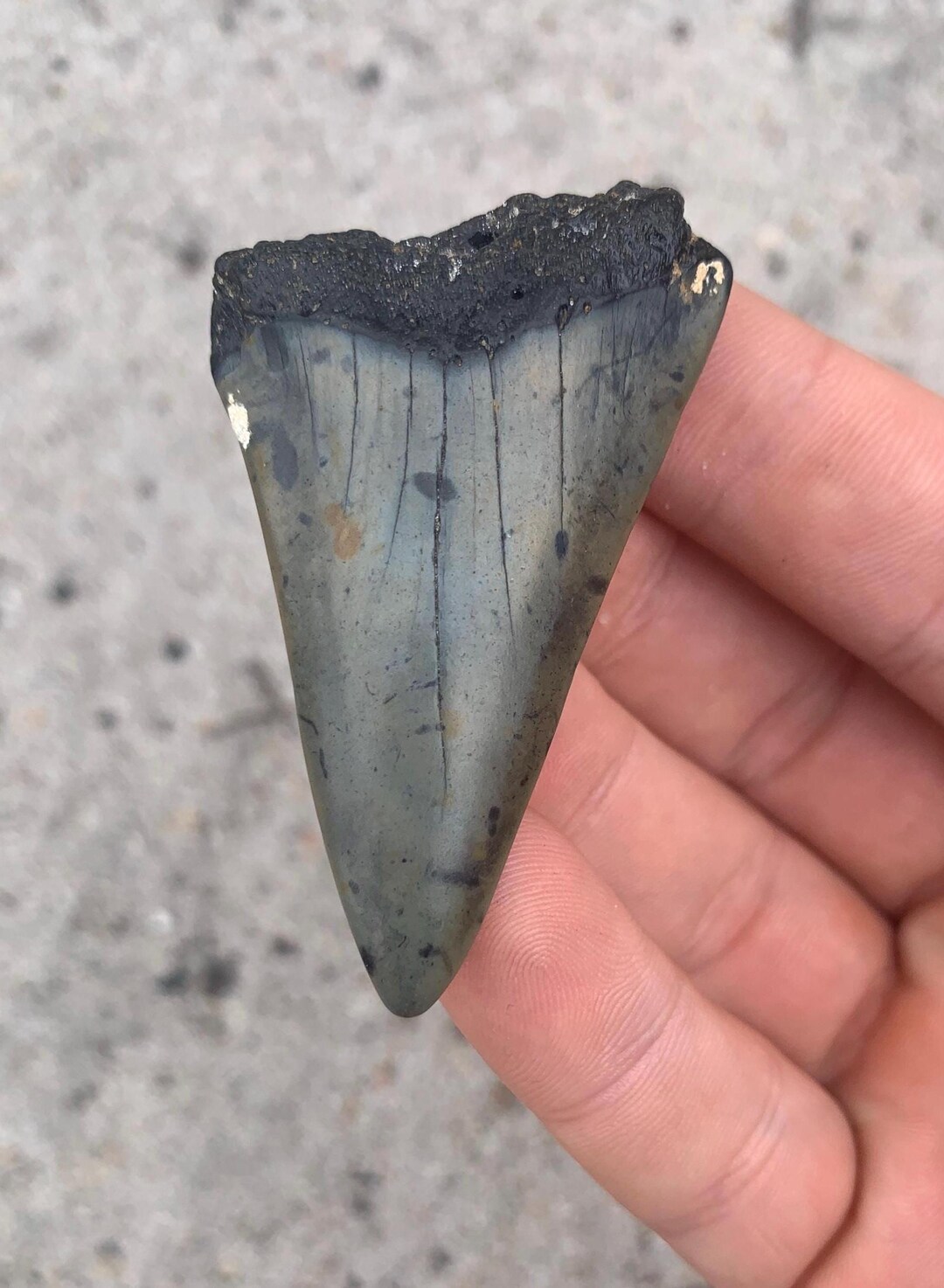 C. Hastalis Mako Fossil Shark Tooth - 2.37 Inches, Huge Fossilized Mako ...