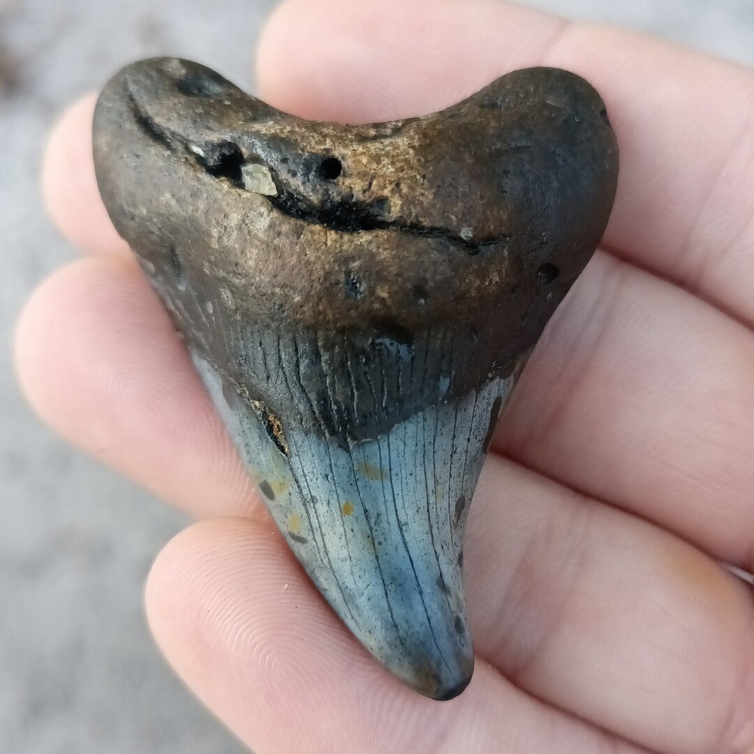 Parotodus Benedenii - 2.36 Inches, Rare Shark Tooth. Real Fossil Shark ...