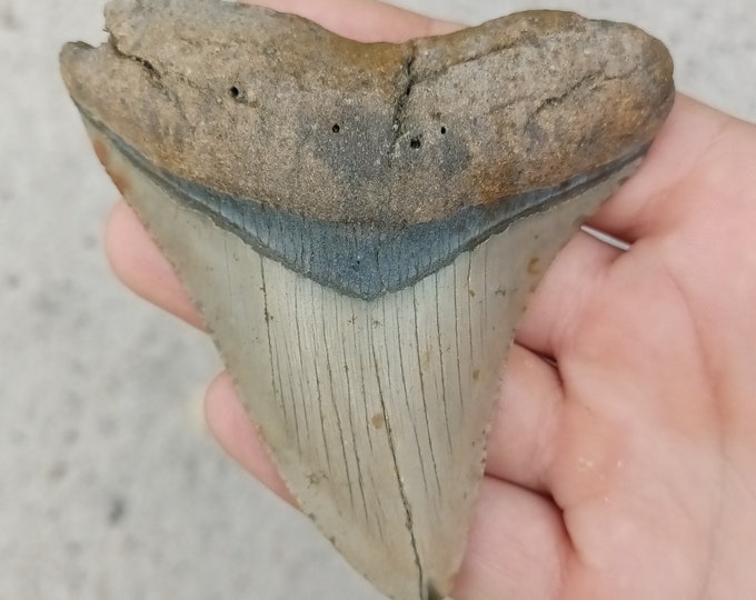 Megalodon Tooth - 3.81 Inches. Real Fossil Megalodon Shark Tooth ...