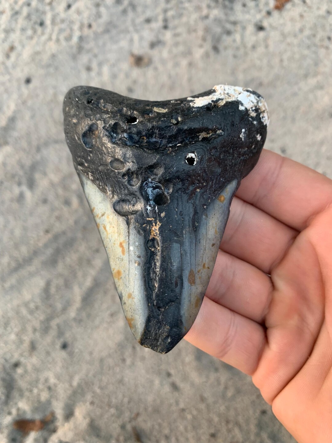 Megalodon Tooth - 4.04 Inches. Real Fossil Megalodon Shark Tooth ...