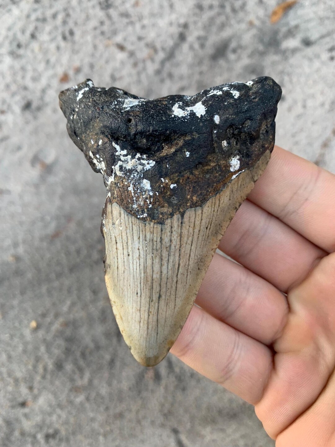 Megalodon Tooth - 3.65 Inches. Real Fossil Megalodon Shark Tooth ...
