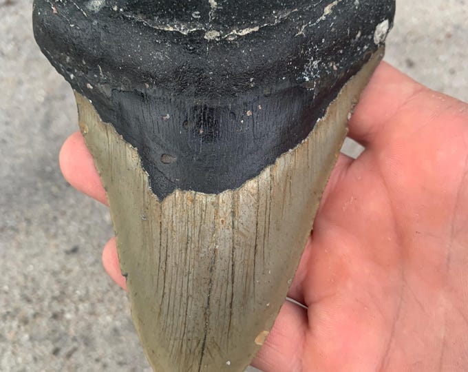 Megalodon Tooth - 5.14 Inches. Real Fossil Megalodon Shark Tooth ...