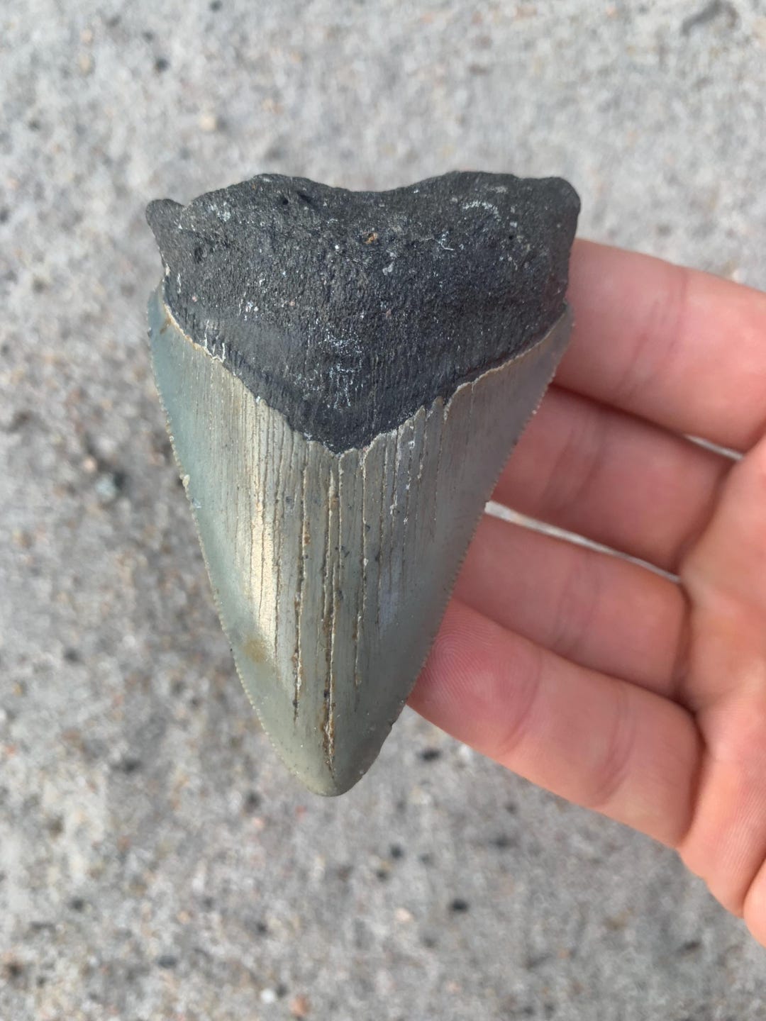 Megalodon Tooth - 3.3 Inches. Real Fossil Megalodon Shark Tooth ...