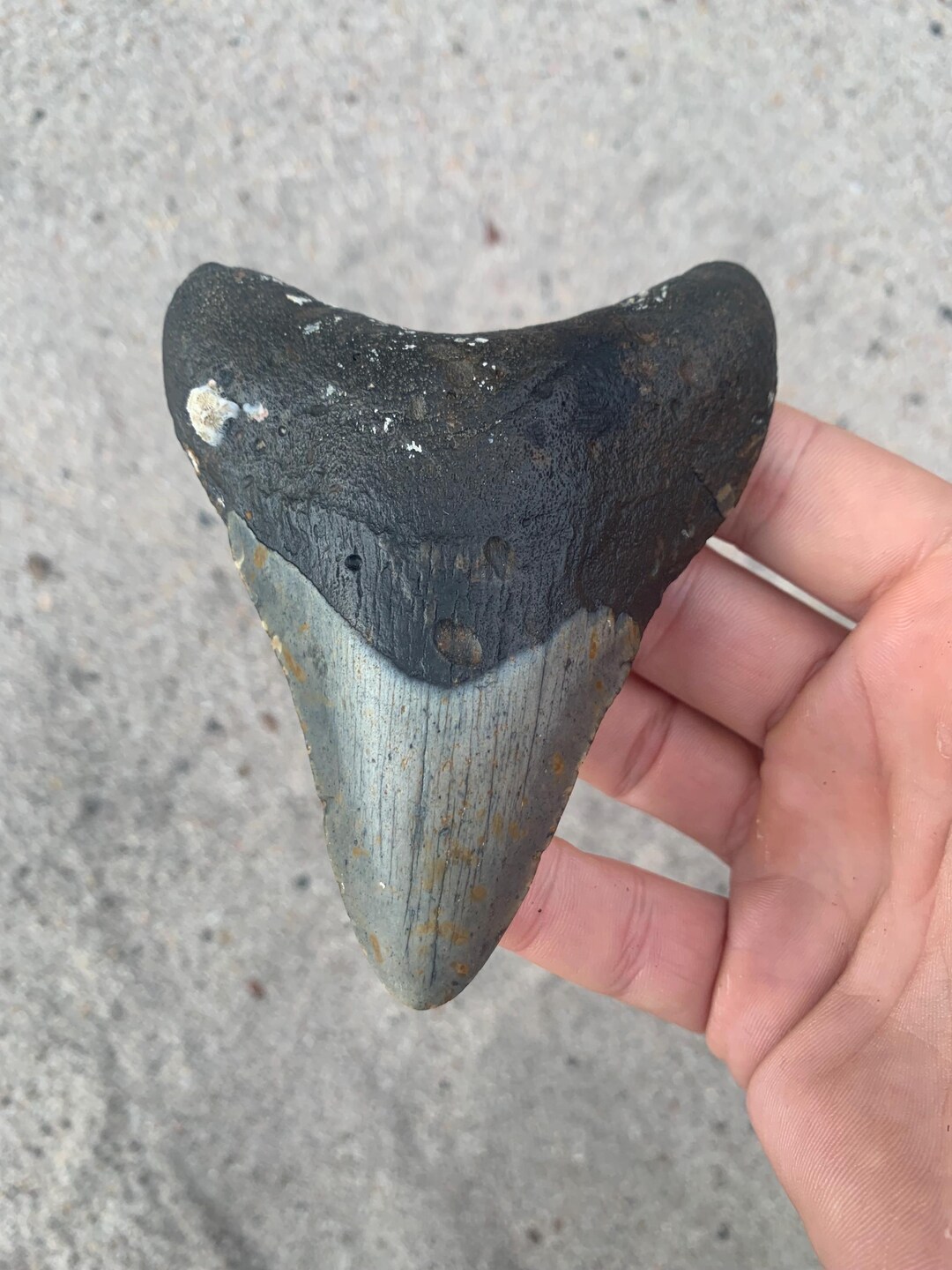 4.25 Inch Megalodon Shark Tooth Fossil – Authentic, No Repair Meg Teeth ...