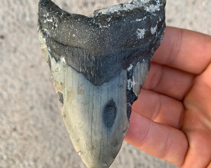 Megalodon Tooth - 3.94 Inches. Real Fossil Megalodon Shark Tooth ...