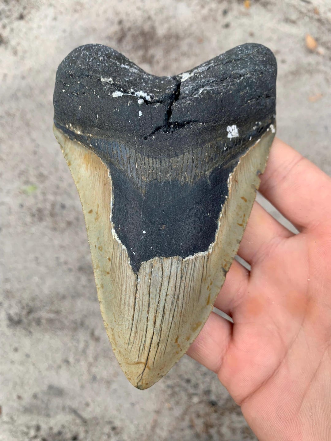 Megalodon Tooth - 5.33 Inches. Real Fossil Megalodon Shark Tooth ...