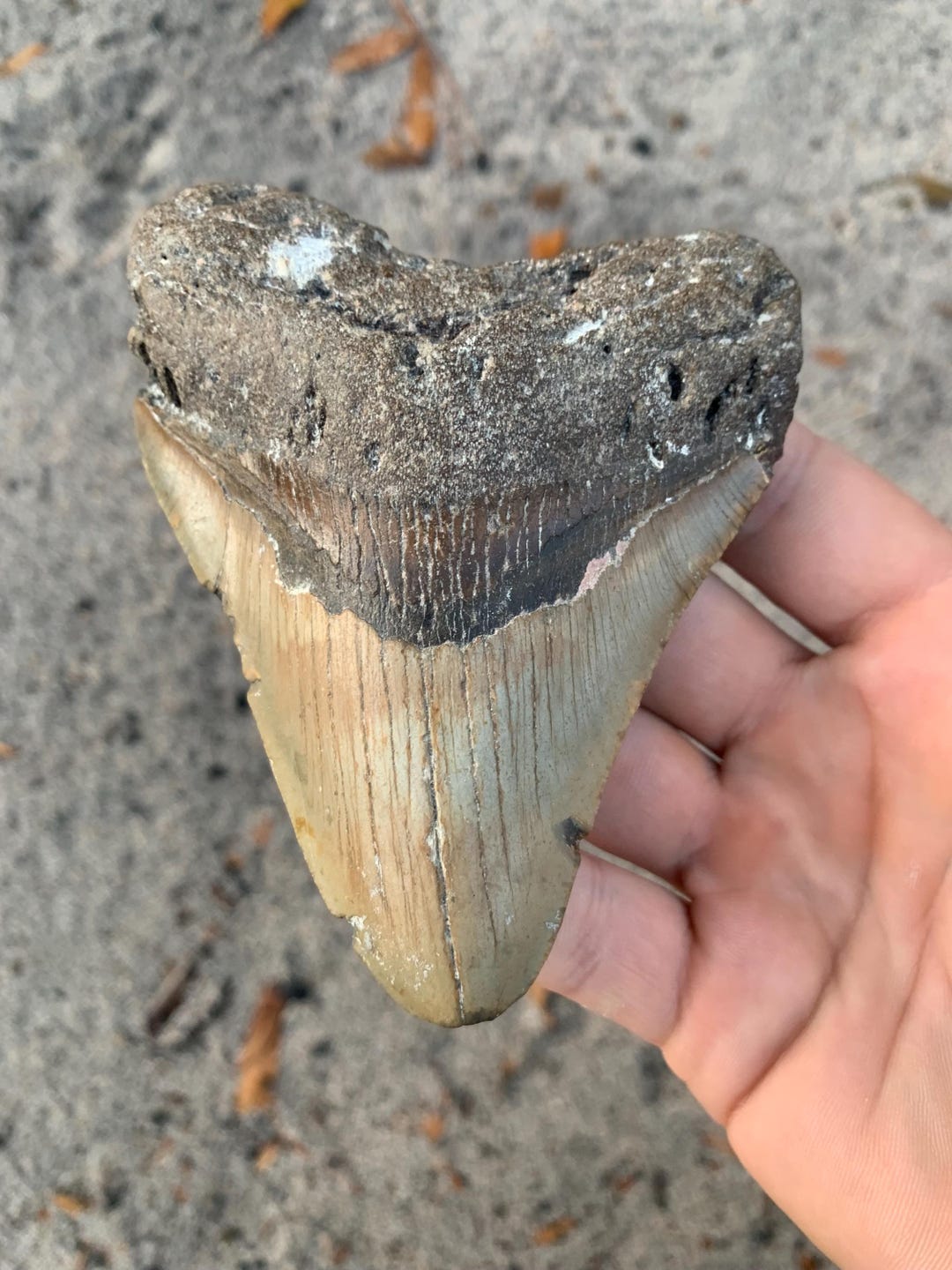 Megalodon Tooth - 4.43 Inches. Real Fossil Megalodon Shark Tooth ...