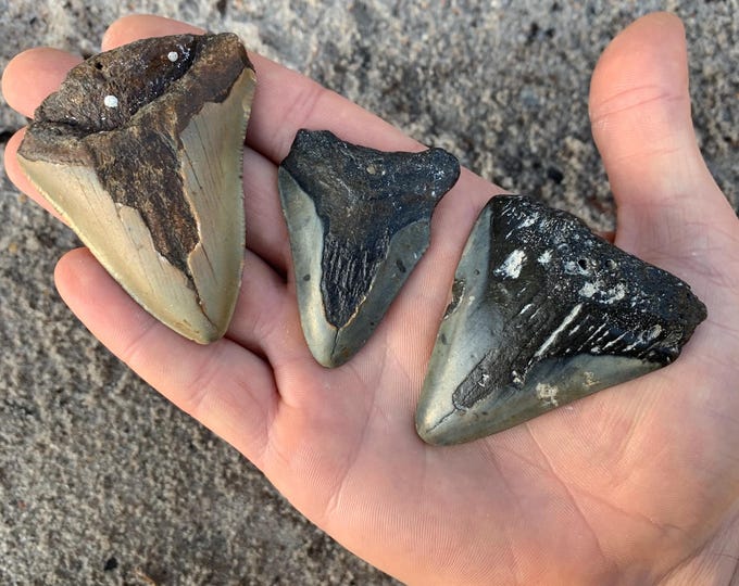 3 Shark Teeth - Megalodon, Great White, and Broadtooth White Shark ...