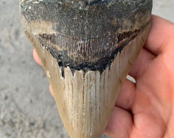 Megalodon Tooth - 4.15 Inches. Real Fossil Megalodon Shark Tooth ...