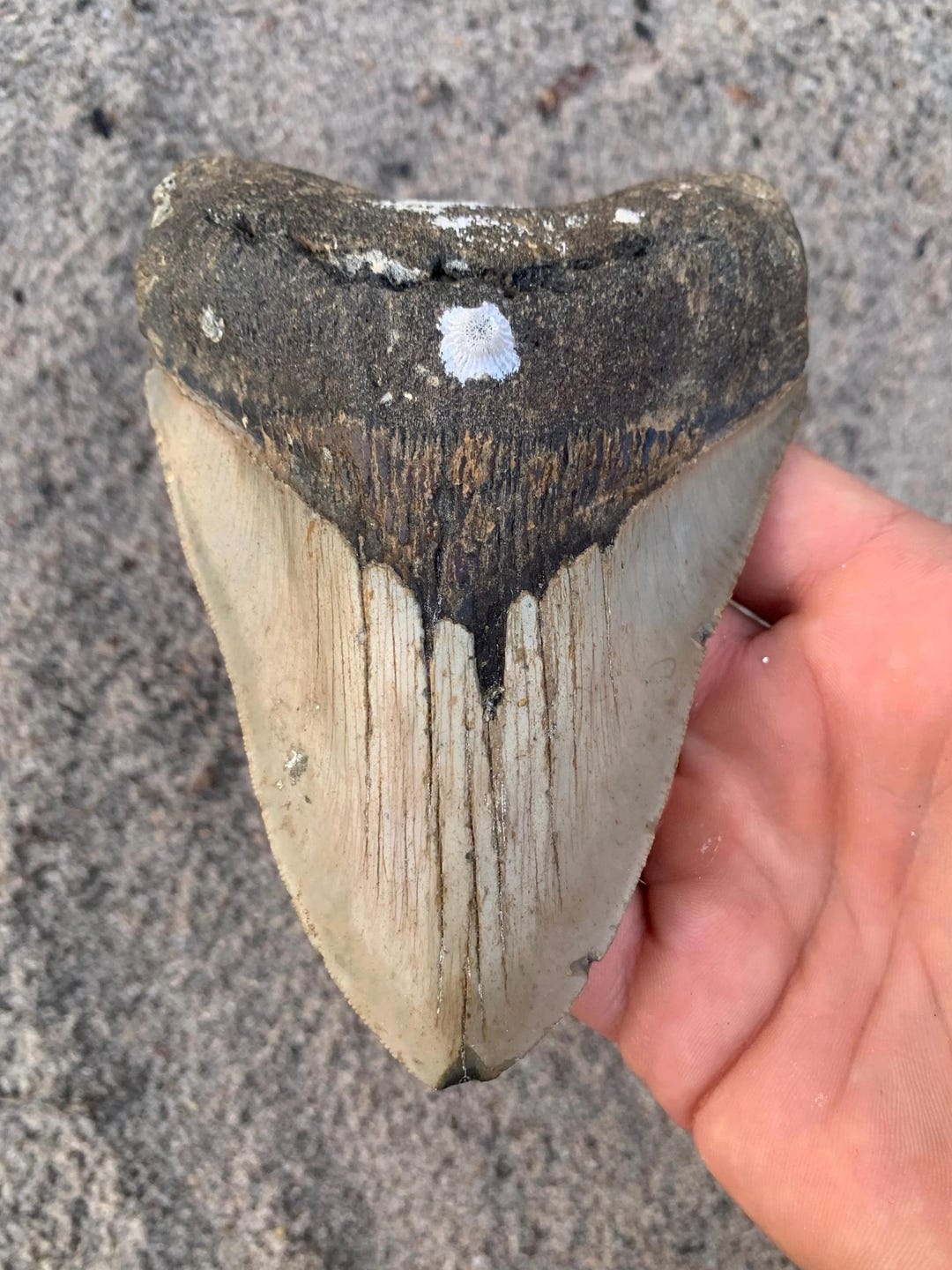 Megalodon Tooth 5.21 Inches. Real Fossil Megalodon Shark Tooth ...