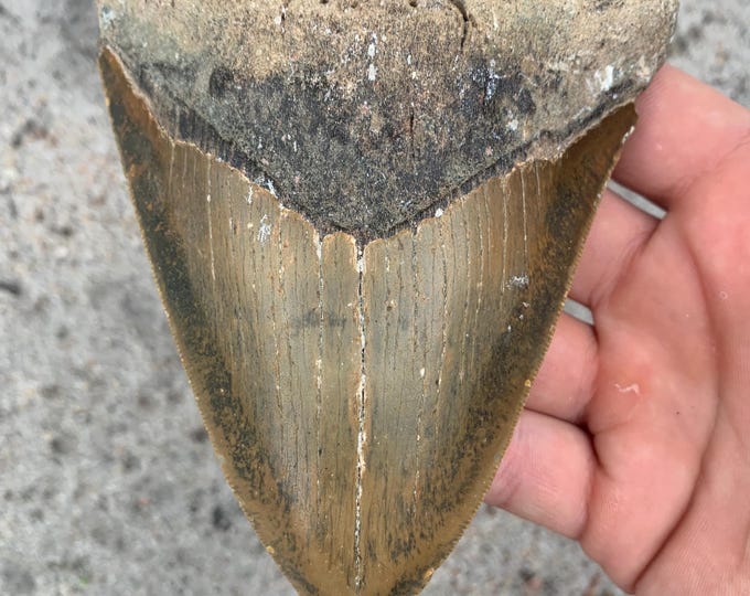 Megalodon Tooth - 5.54 Inches. RARE NC Color, Megalodon Shark Tooth ...