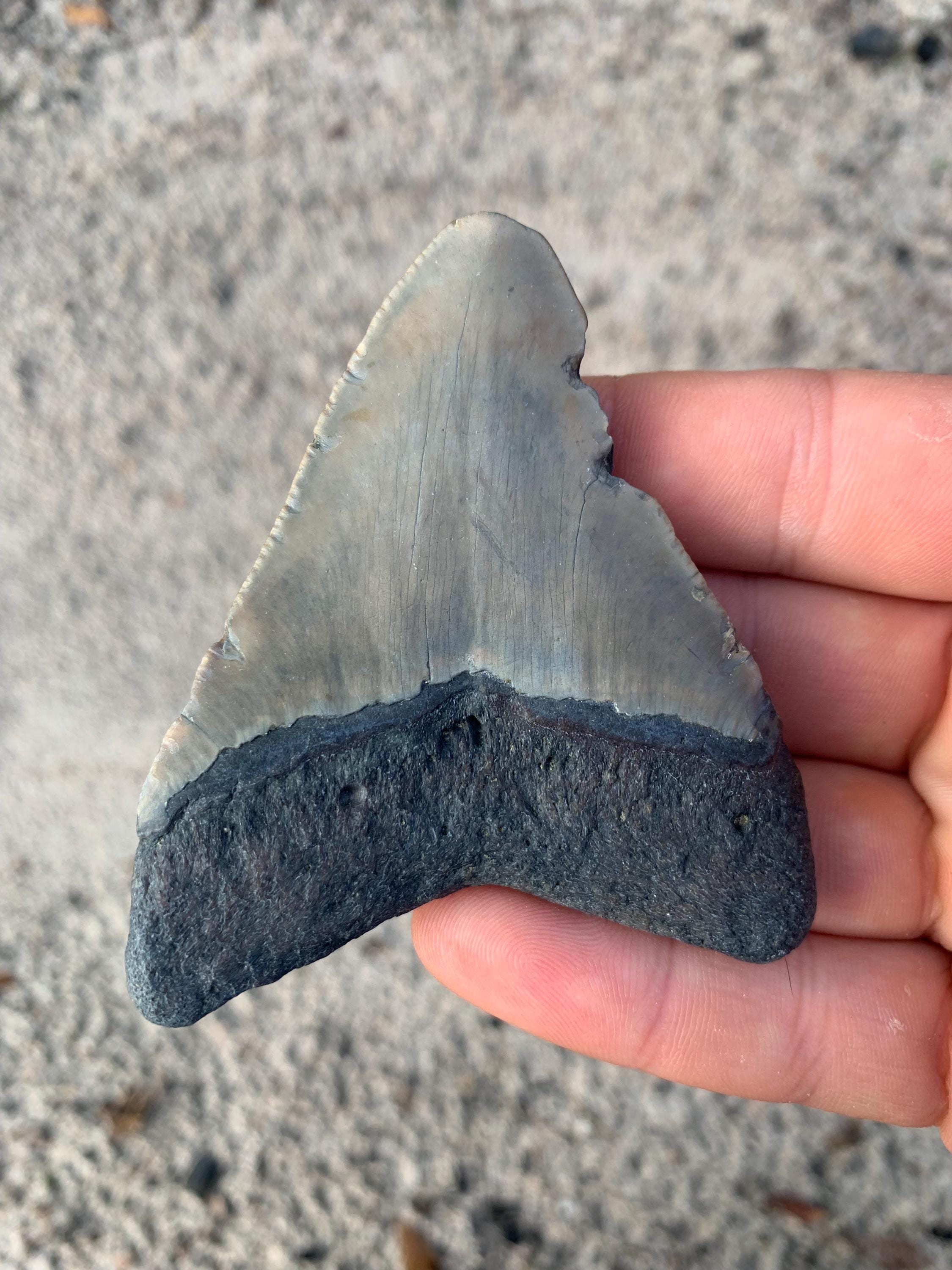 Megalodon Tooth 3.13 Inches. Real Fossil Megalodon Shark Tooth ...