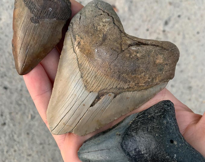3 Megalodon Shark Teeth - Real Fossil Megalodon Shark Tooth, Authentic ...