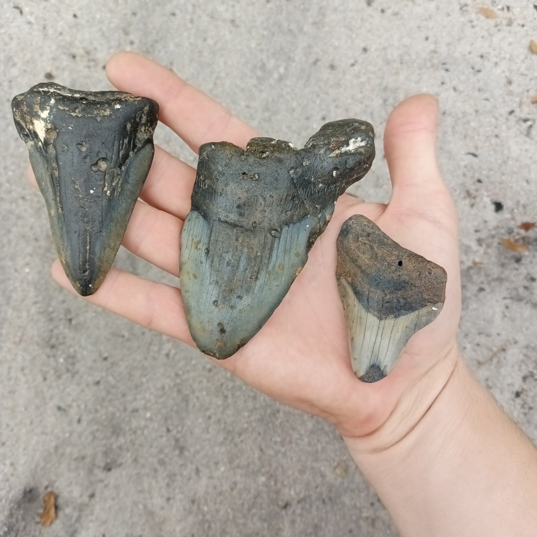 3 Megalodon Shark Teeth - Real Fossil Megalodon Shark Tooth, Authentic ...