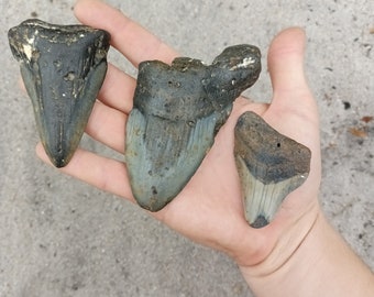 3 Megalodon Shark Teeth Real Fossil Megalodon Shark Tooth, Authentic ...