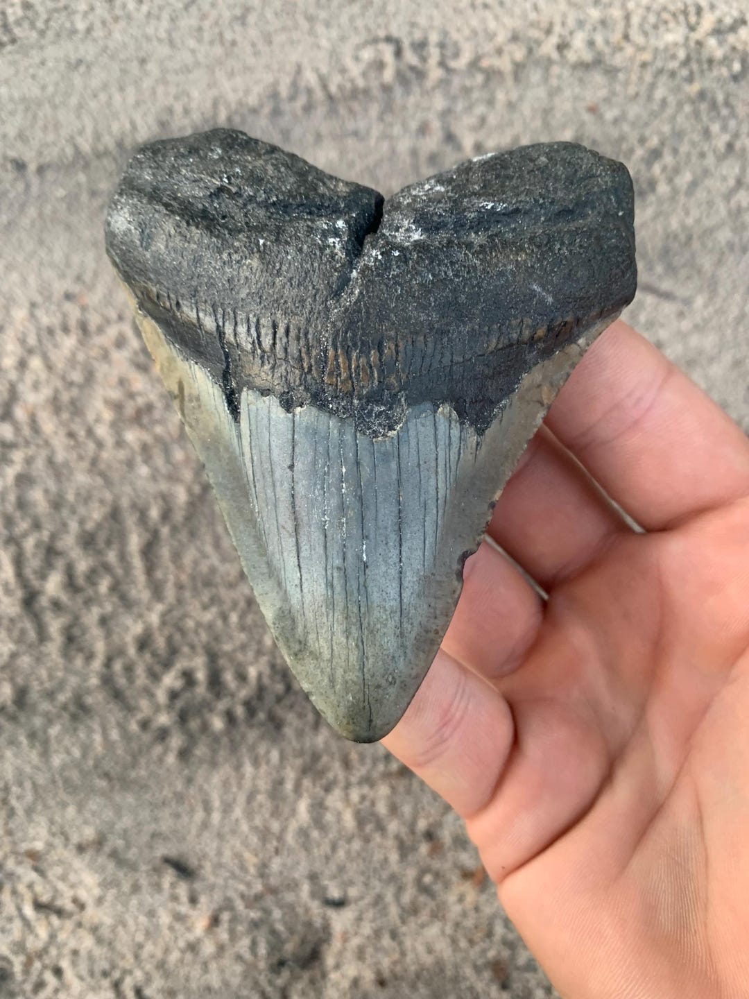 Megalodon Tooth - 3.94 Inches. Real Fossil Megalodon Shark Tooth ...