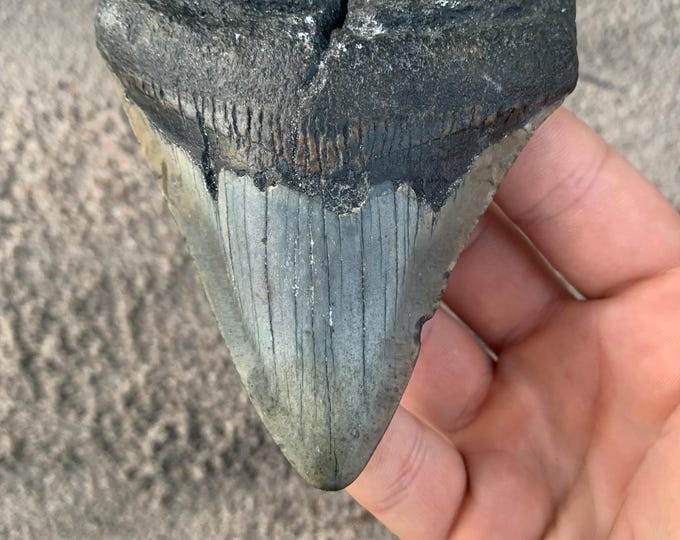 Megalodon Tooth - 3.94 Inches. Real Fossil Megalodon Shark Tooth ...