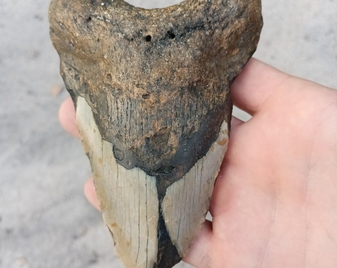 Megalodon Tooth - 5.13 Inches. Real Fossil Megalodon Shark Tooth ...