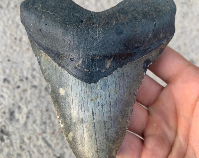 Megalodon Tooth - 5.31 Inches. Real Fossil Megalodon Shark Tooth ...