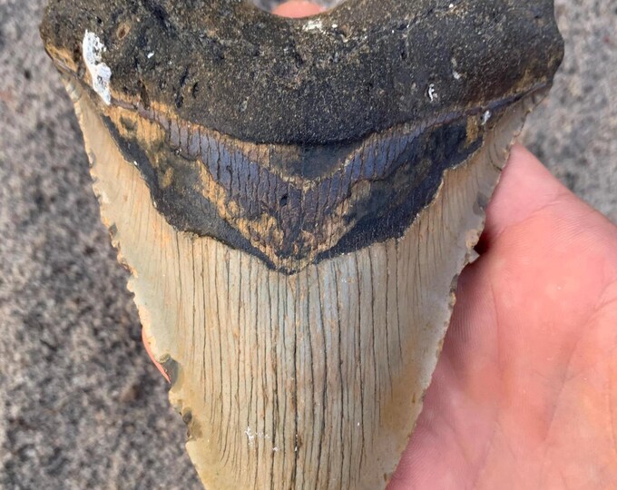 Megalodon Tooth 5.36 Inches. Real Fossil Megalodon Shark Tooth ...