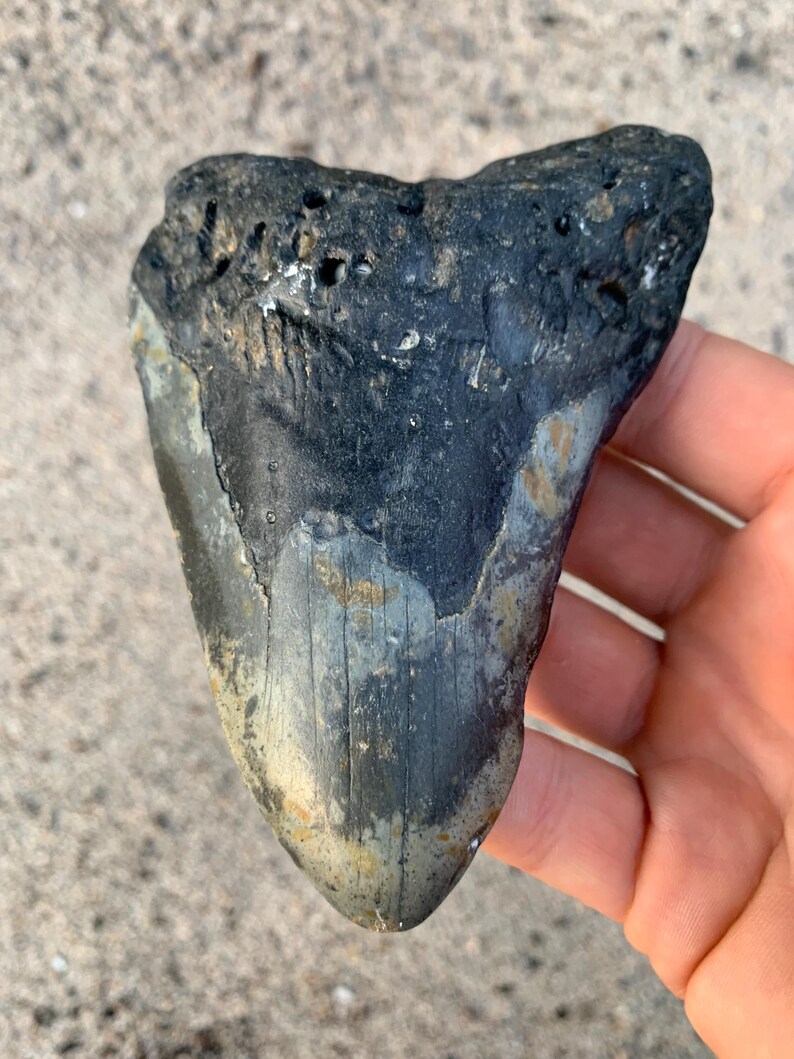 4.77 Inch Megalodon Tooth Fossil: Authentic Meg Teeth Fossils - Etsy