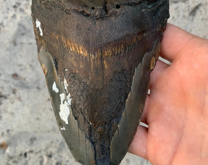 Megalodon Tooth - 5.72 Inches. Real Fossil Megalodon Shark Tooth ...