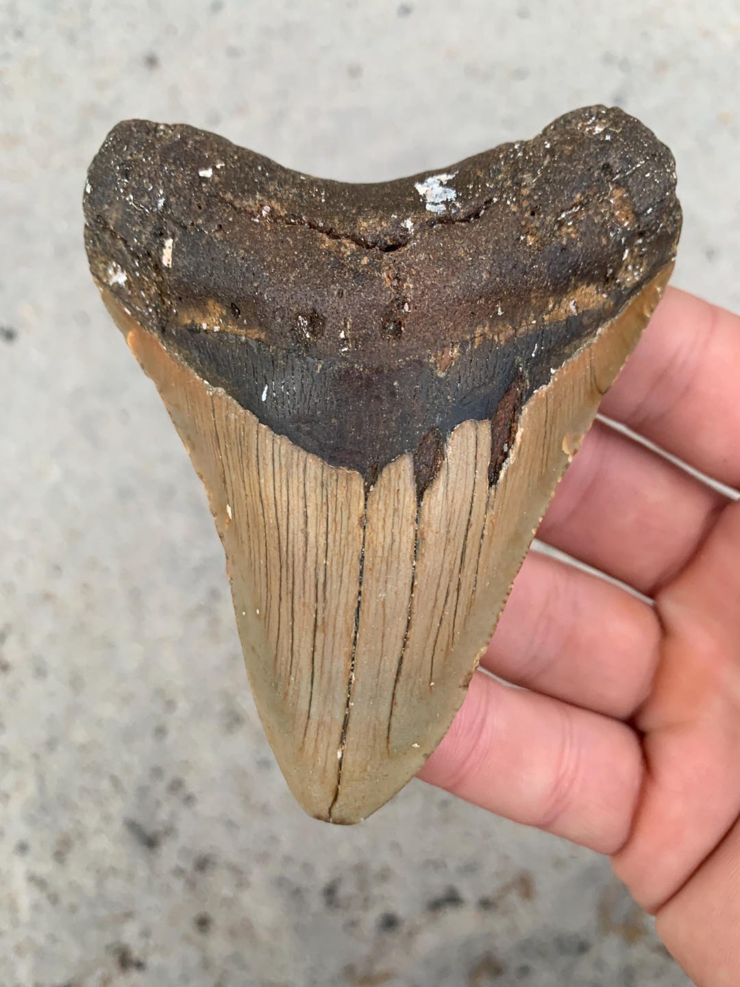 Megalodon Tooth - 3.97 Inches. Real Fossil Megalodon Shark Tooth ...